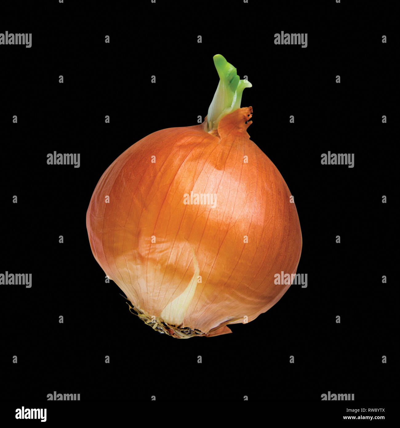 Spring bulb with roots hi-res stock photography and images - Alamy