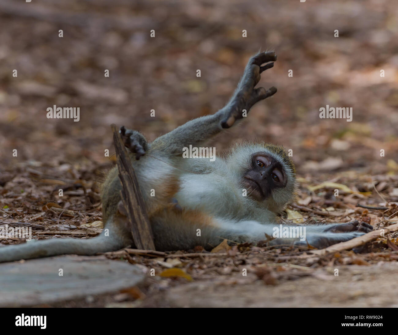 Monkey wallpaper hi-res stock photography and images - Alamy