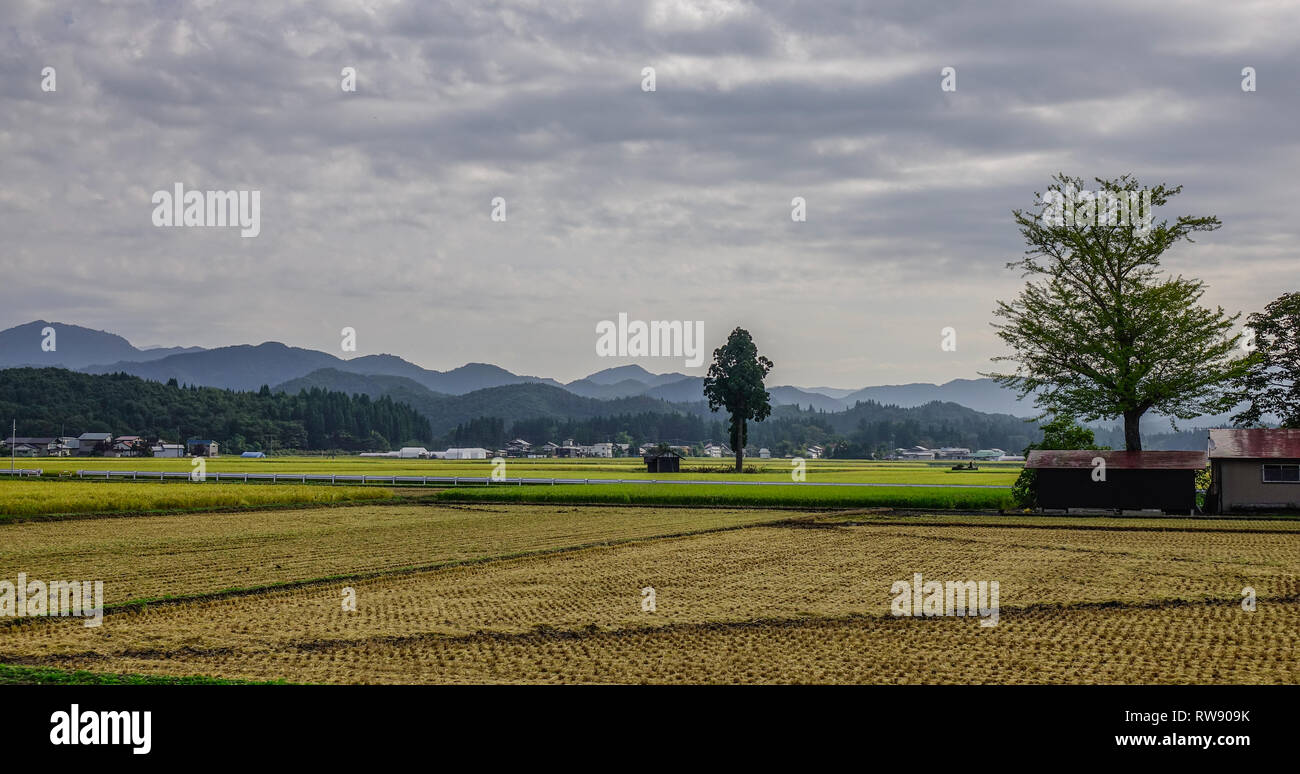 Beautiful rice field in Akita, Japan. Akita rice is so special and ...