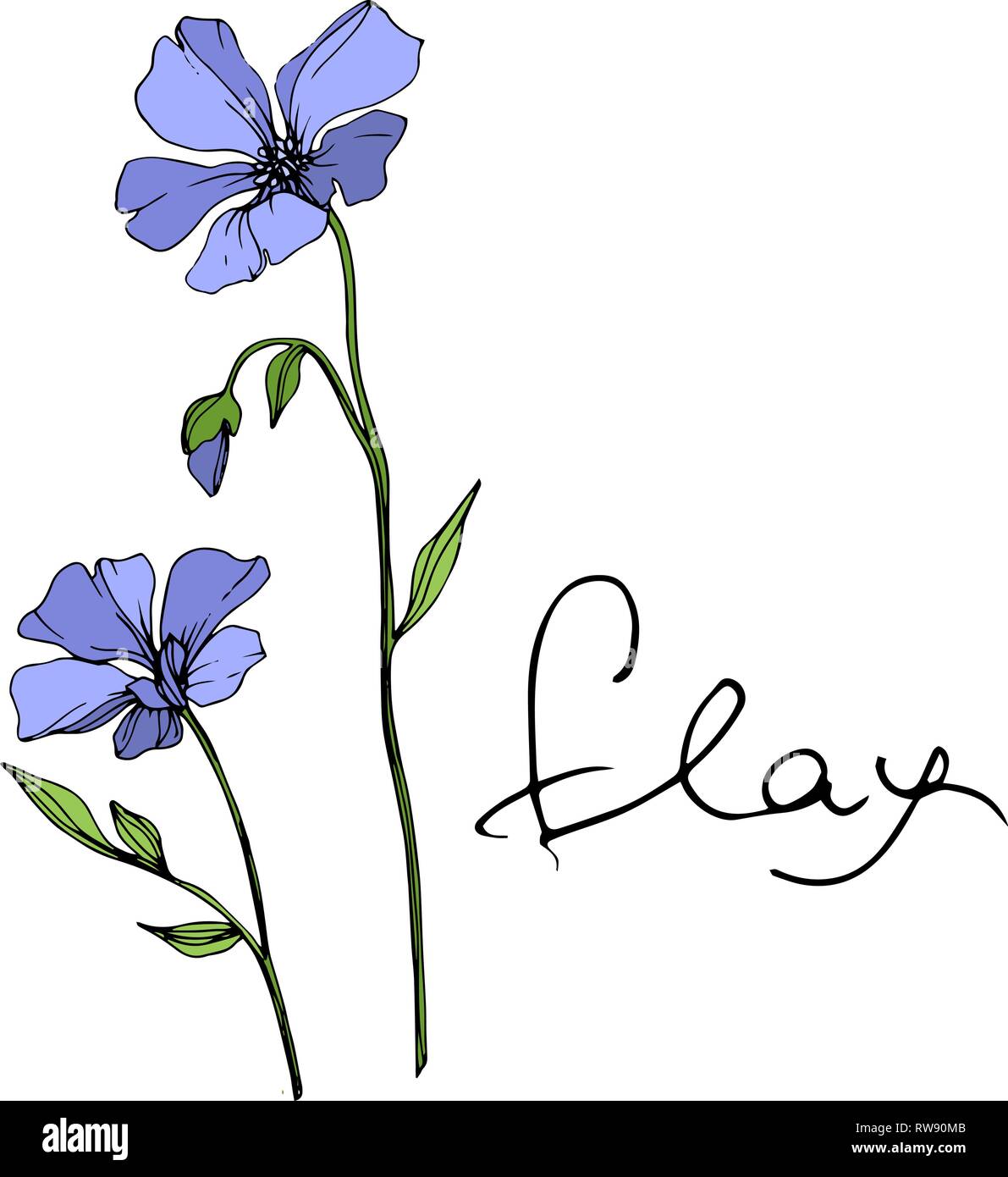 Vector Blue Flax floral botanical flower. Wild spring leaf wildflower ...