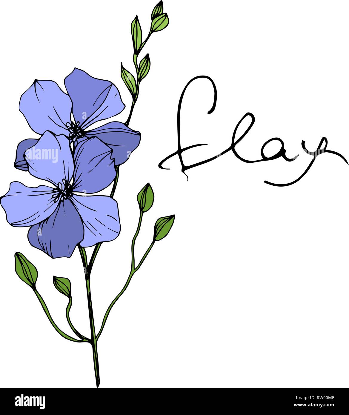 Vector Blue Flax floral botanical flower. Wild spring leaf wildflower ...