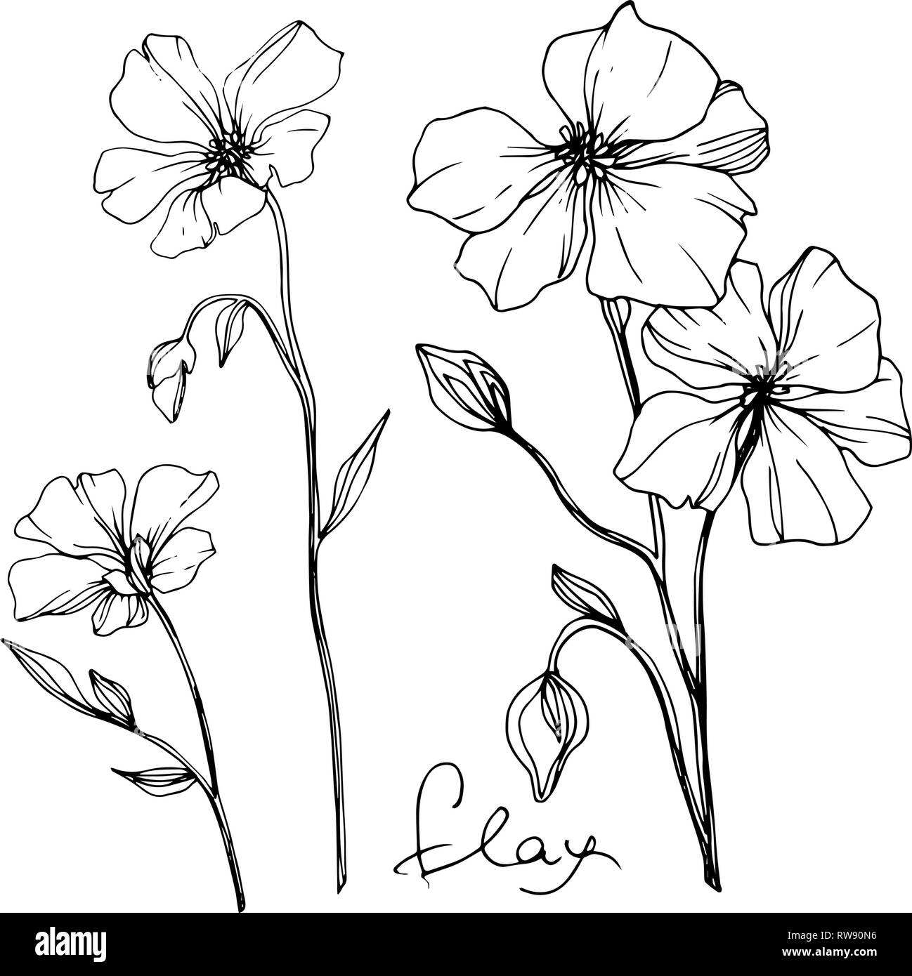 Vector Flax floral botanical flower. Wild spring leaf wildflower ...