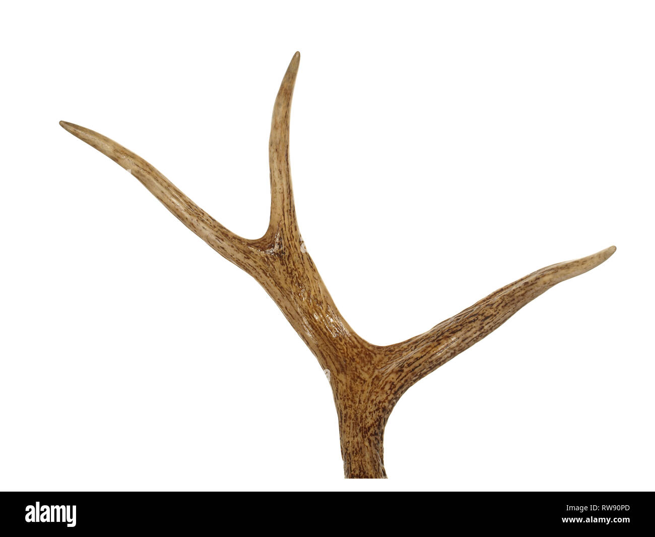 wild animal horn isolated on white background Stock Photo - Alamy