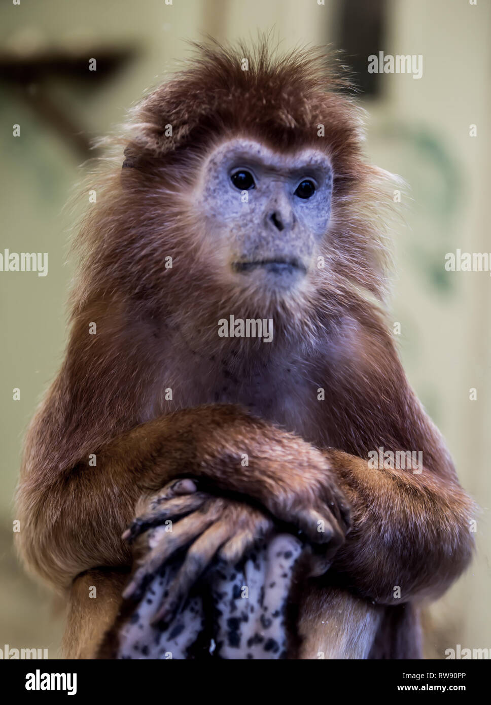 Zoo animals hi-res stock photography and images - Alamy