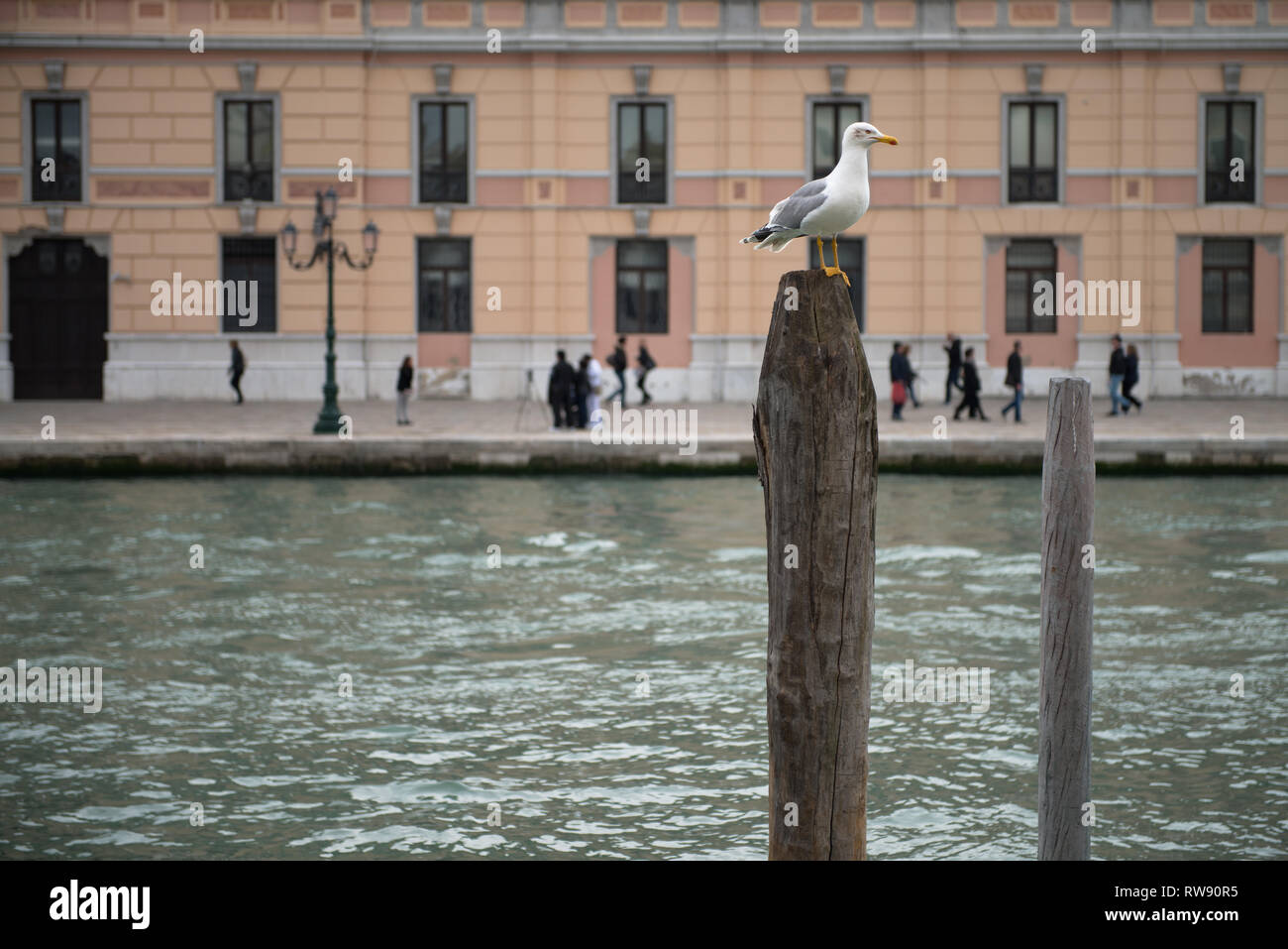Seagulls venice hi-res stock photography and images - Alamy