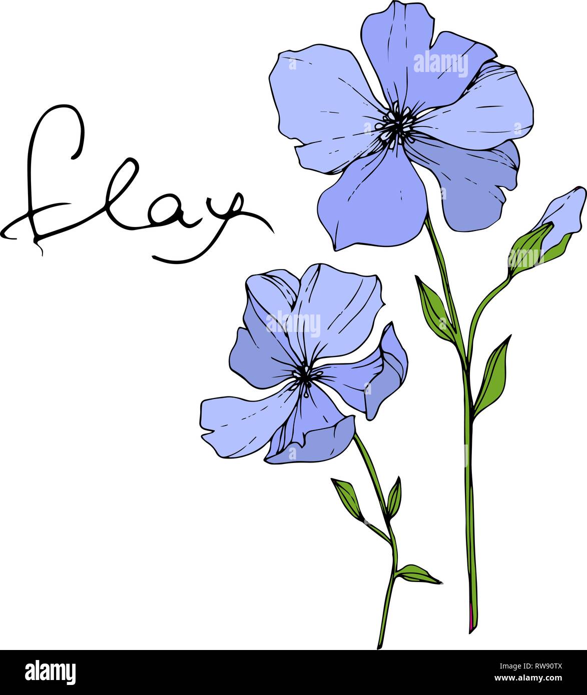 Vector Blue Flax floral botanical flower. Wild spring leaf wildflower ...