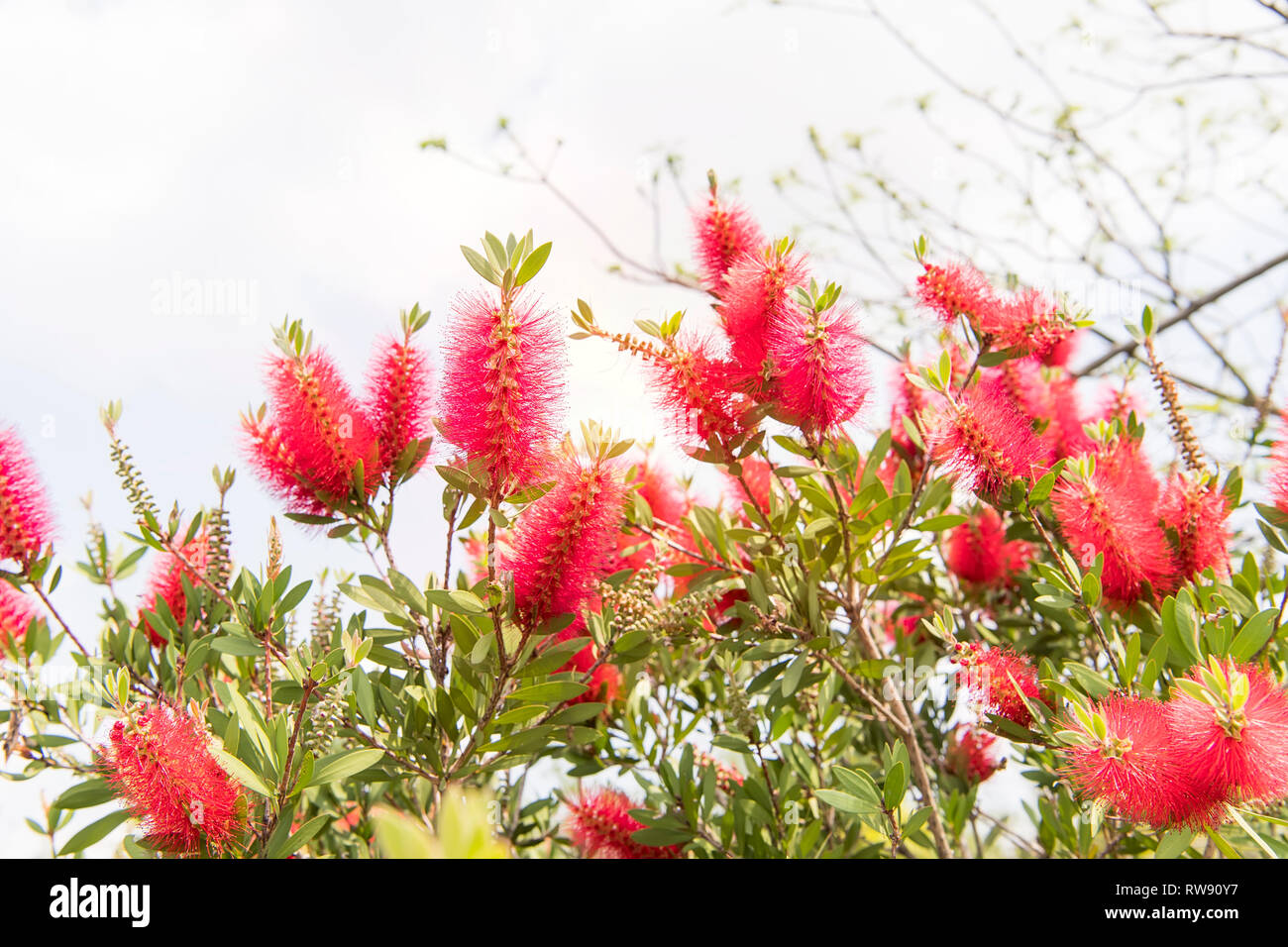 Callistemon rigidus hi-res stock photography and images - Alamy