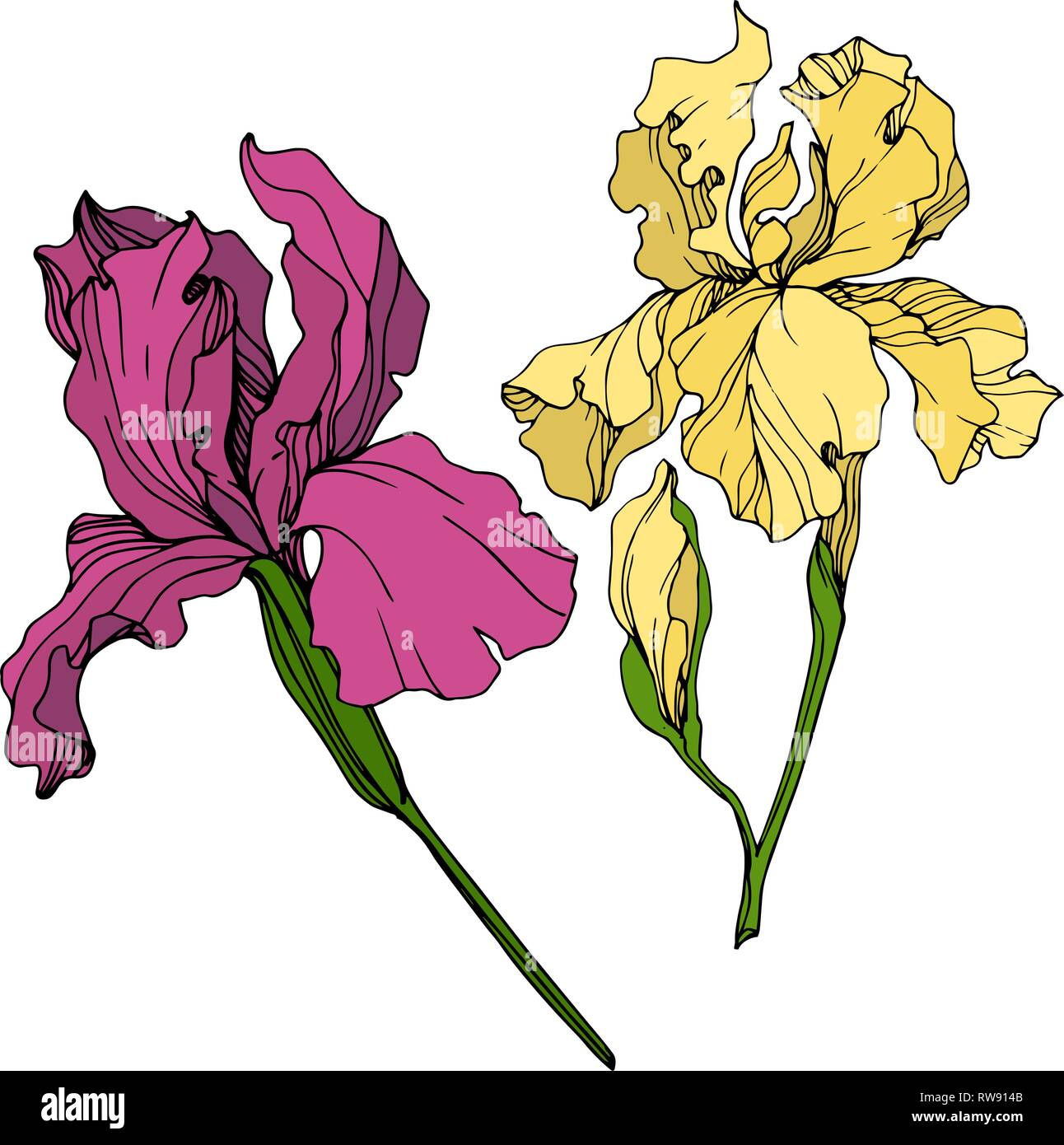 Wild yellow irises Cut Out Stock Images & Pictures - Alamy