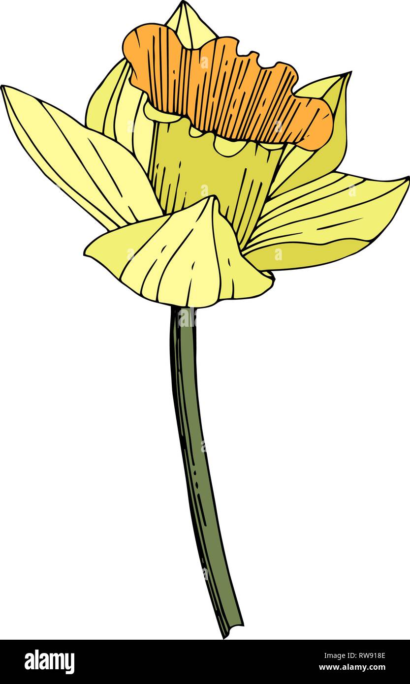 Vector Yellow Narcissus floral botanical flower. Wild spring leaf ...