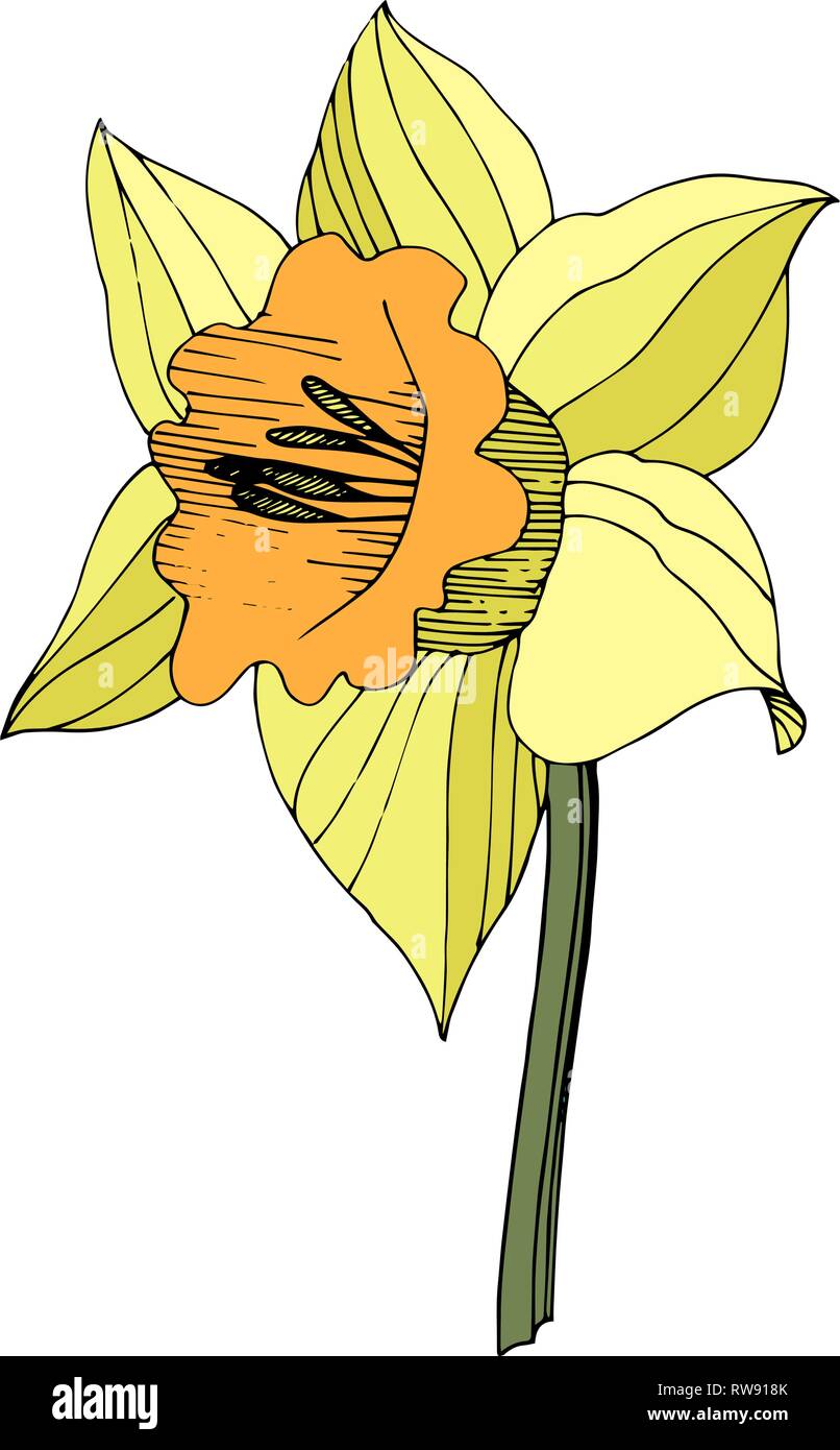 Vector Yellow Narcissus floral botanical flower. Wild spring leaf ...