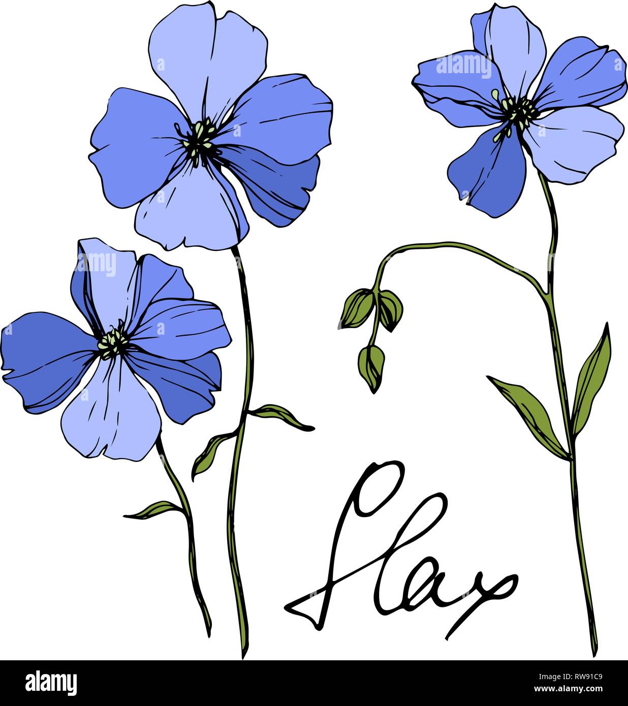 Vector Blue Flax floral botanical flower. Wild spring leaf wildflower ...