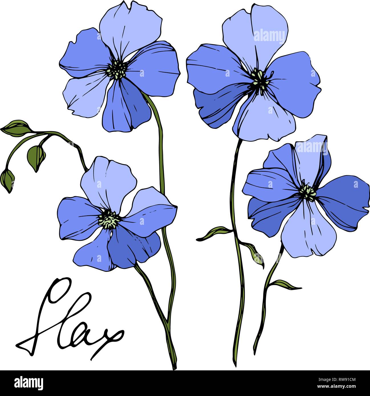 Vector Blue Flax floral botanical flower. Wild spring leaf wildflower ...
