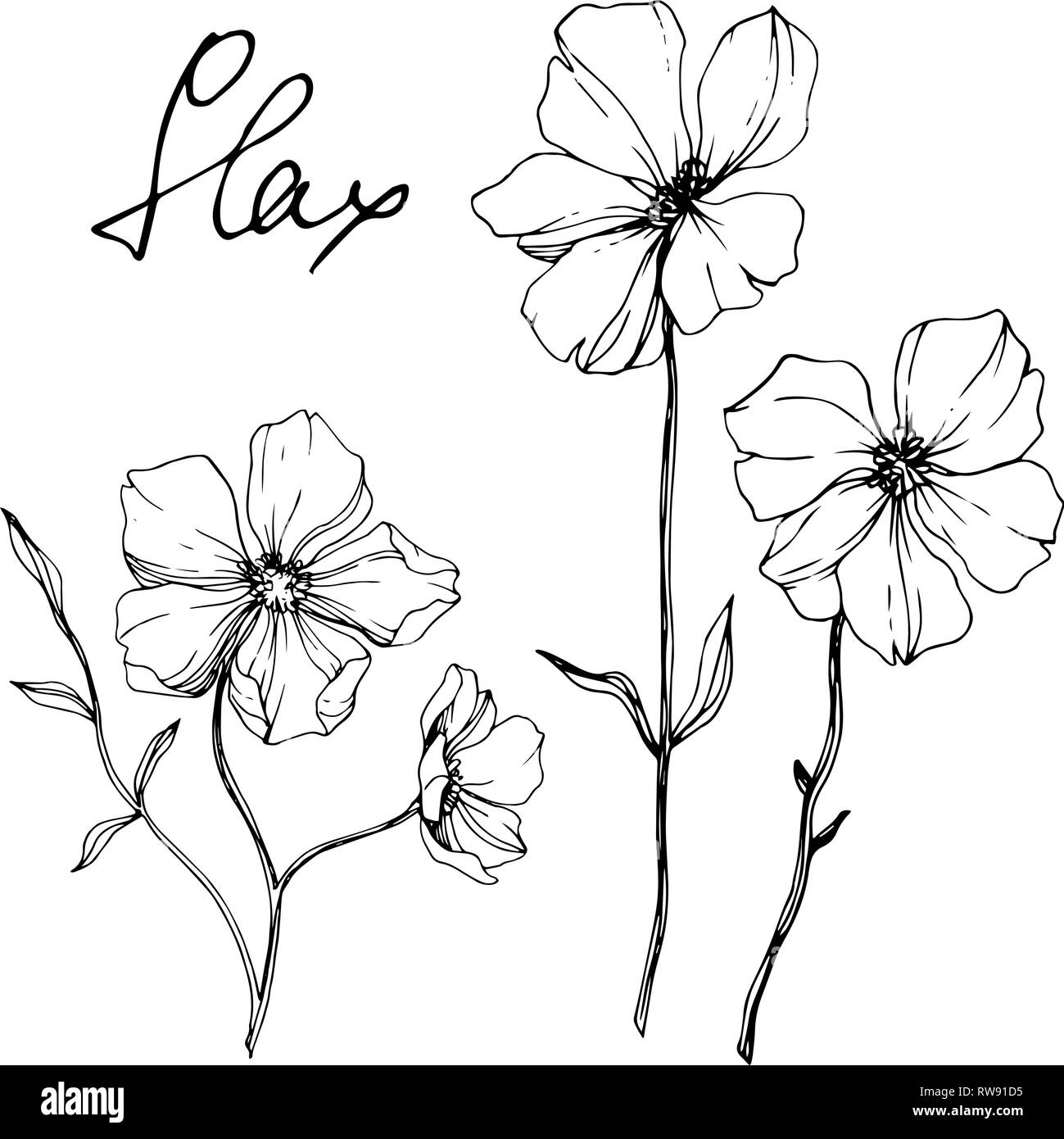Vector Flax floral botanical flower. Wild spring leaf wildflower ...