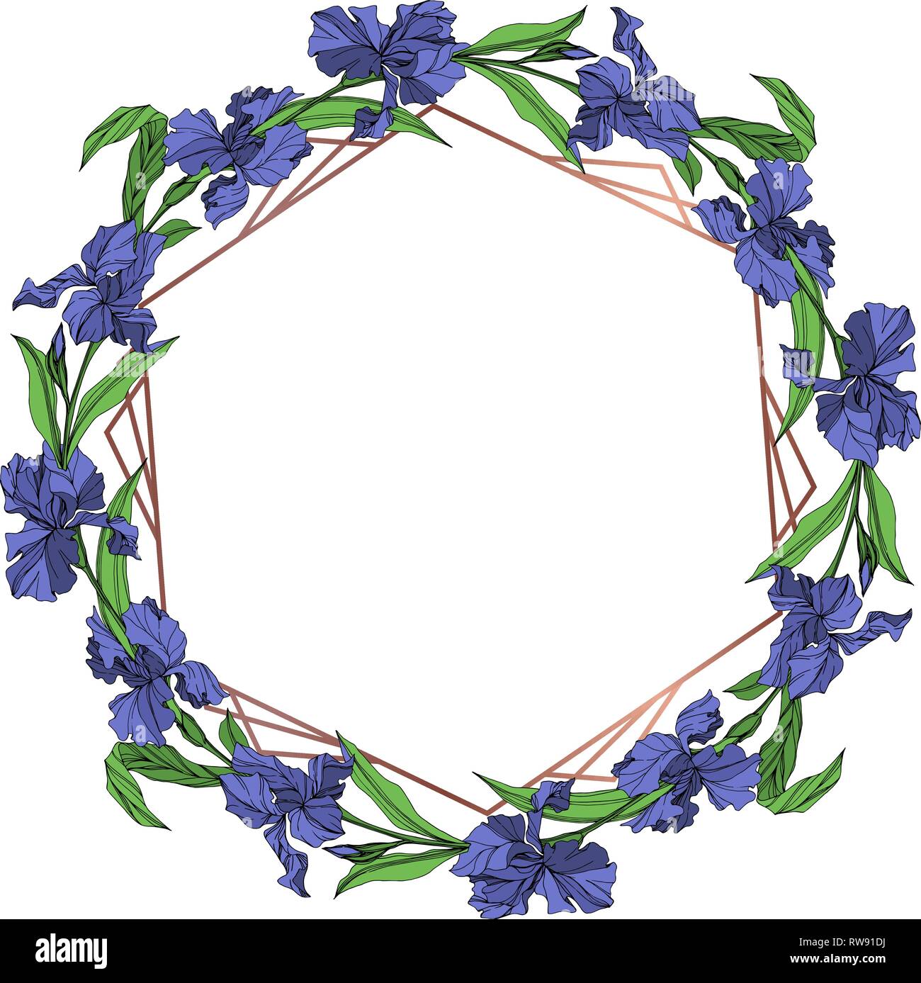 Vector Blue iris floral botanical flower on white background. Wild ...