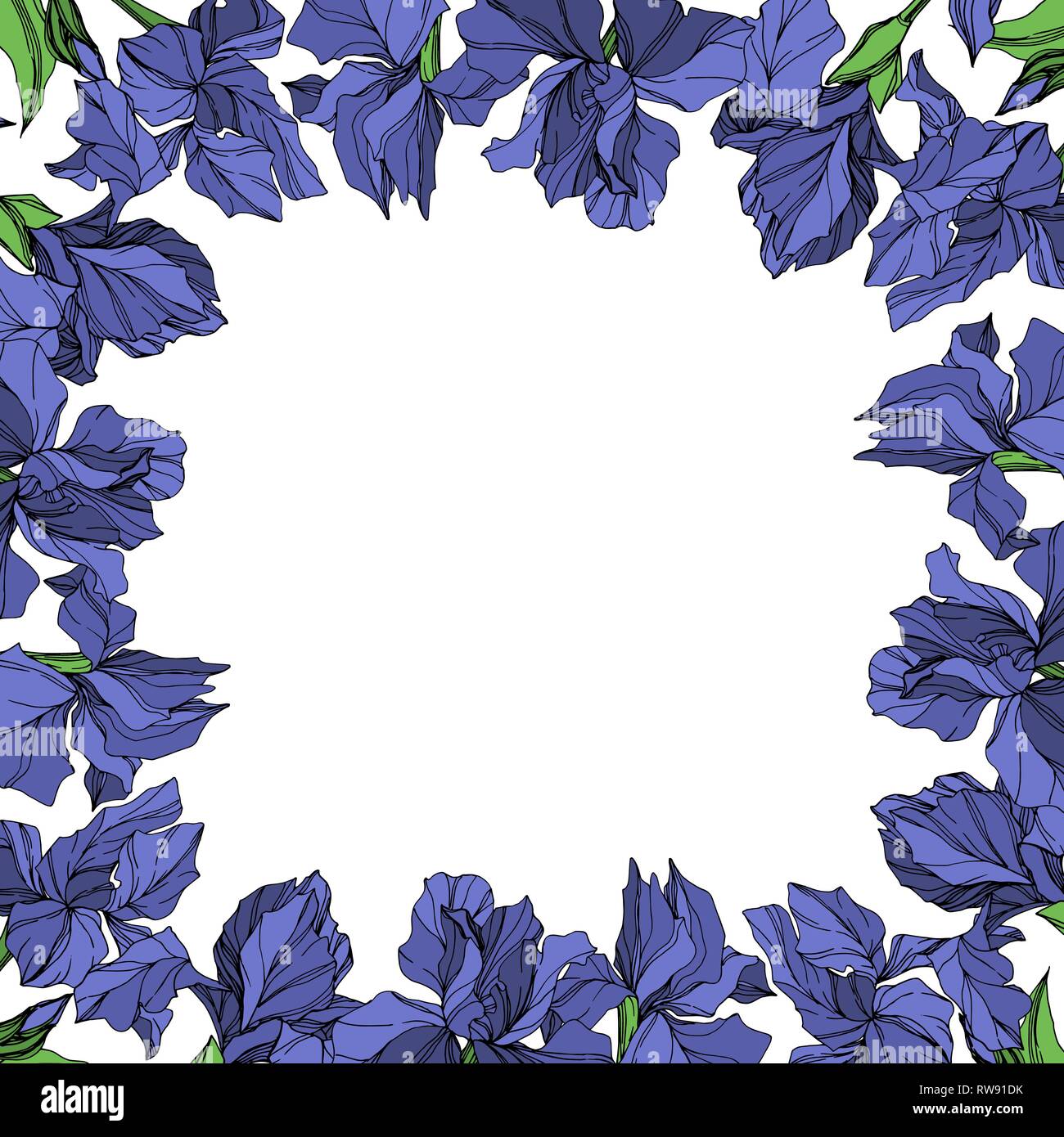 Irises border garden Stock Vector Images - Alamy