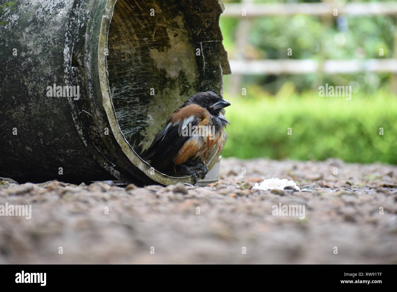 Saving birds hi-res stock photography and images - Alamy