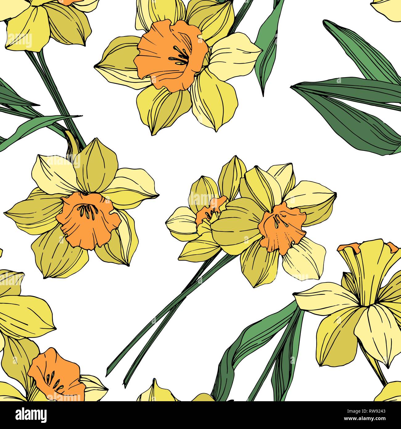 Vector Yellow Narcissus floral botanical flower. Wild spring leaf ...