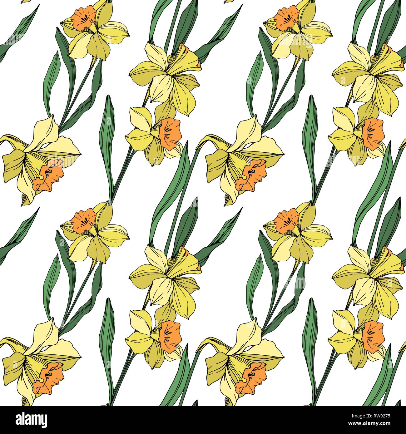Vector Yellow Narcissus floral botanical flower. Wild spring leaf ...