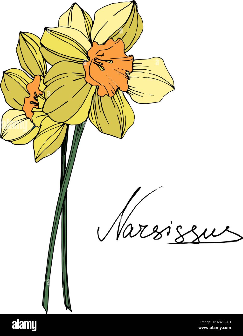 Vector Yellow Narcissus floral botanical flower. Wild spring leaf ...