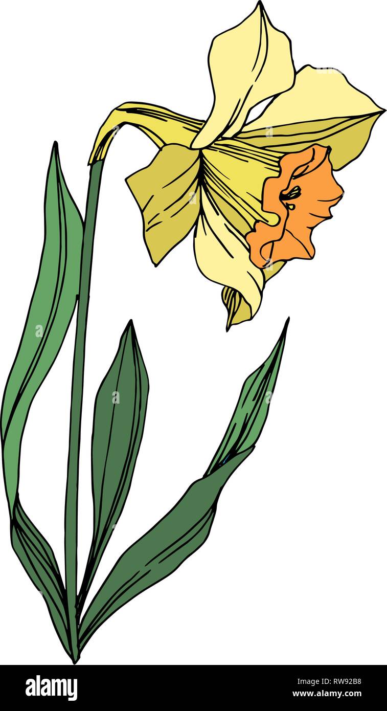 Vector Yellow Narcissus floral botanical flower. Wild spring leaf ...