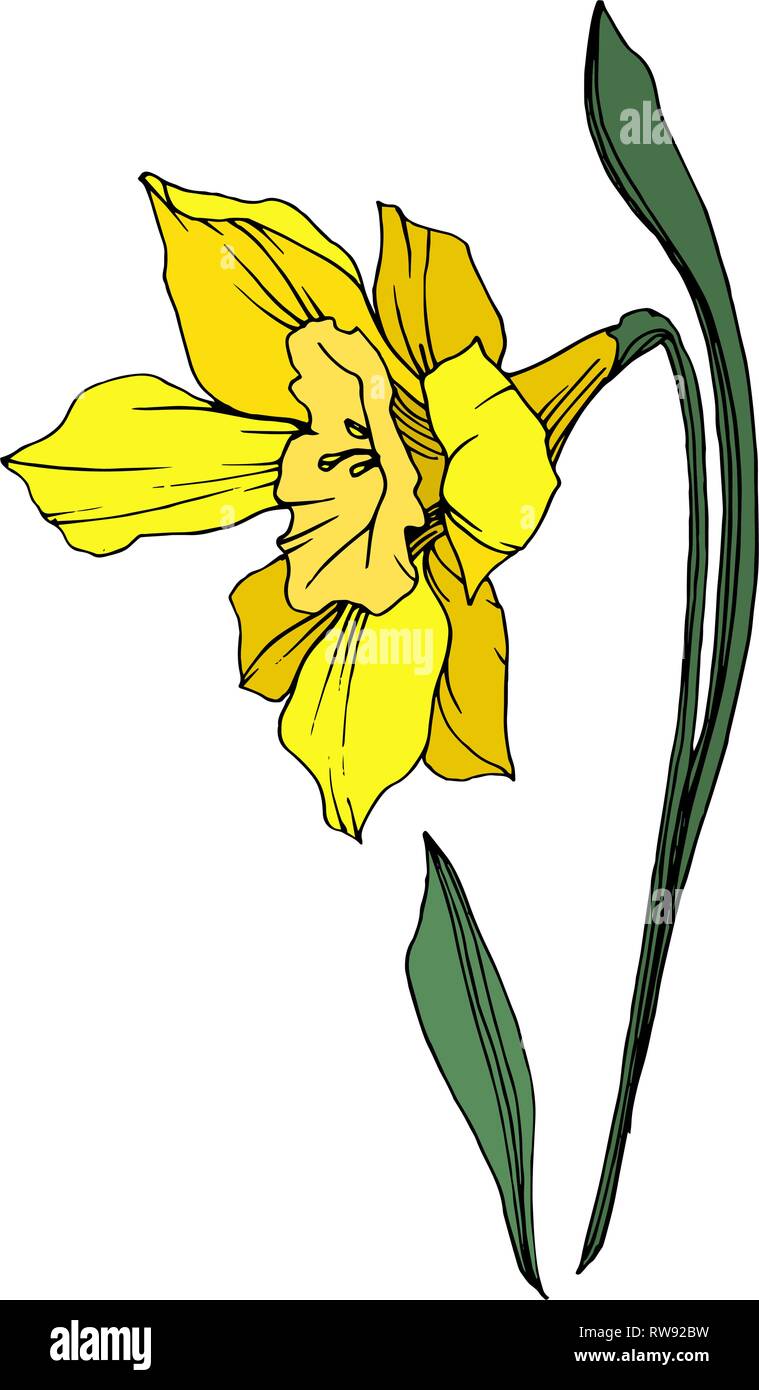 Vector Yellow Narcissus floral botanical flower. Wild spring leaf ...