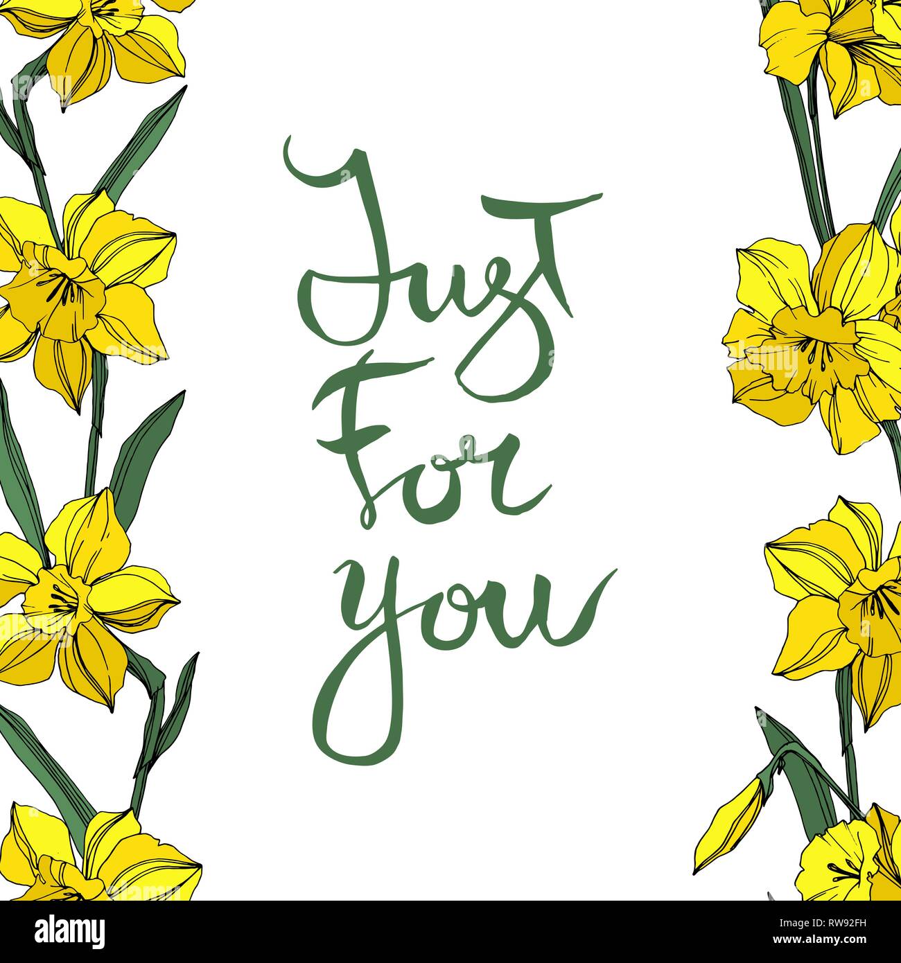 Vector Yellow Narcissus floral botanical flower. Wild spring leaf ...
