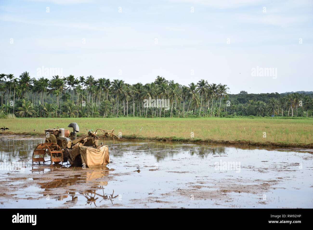 Rice paddy preparation hi-res stock photography and images - Alamy