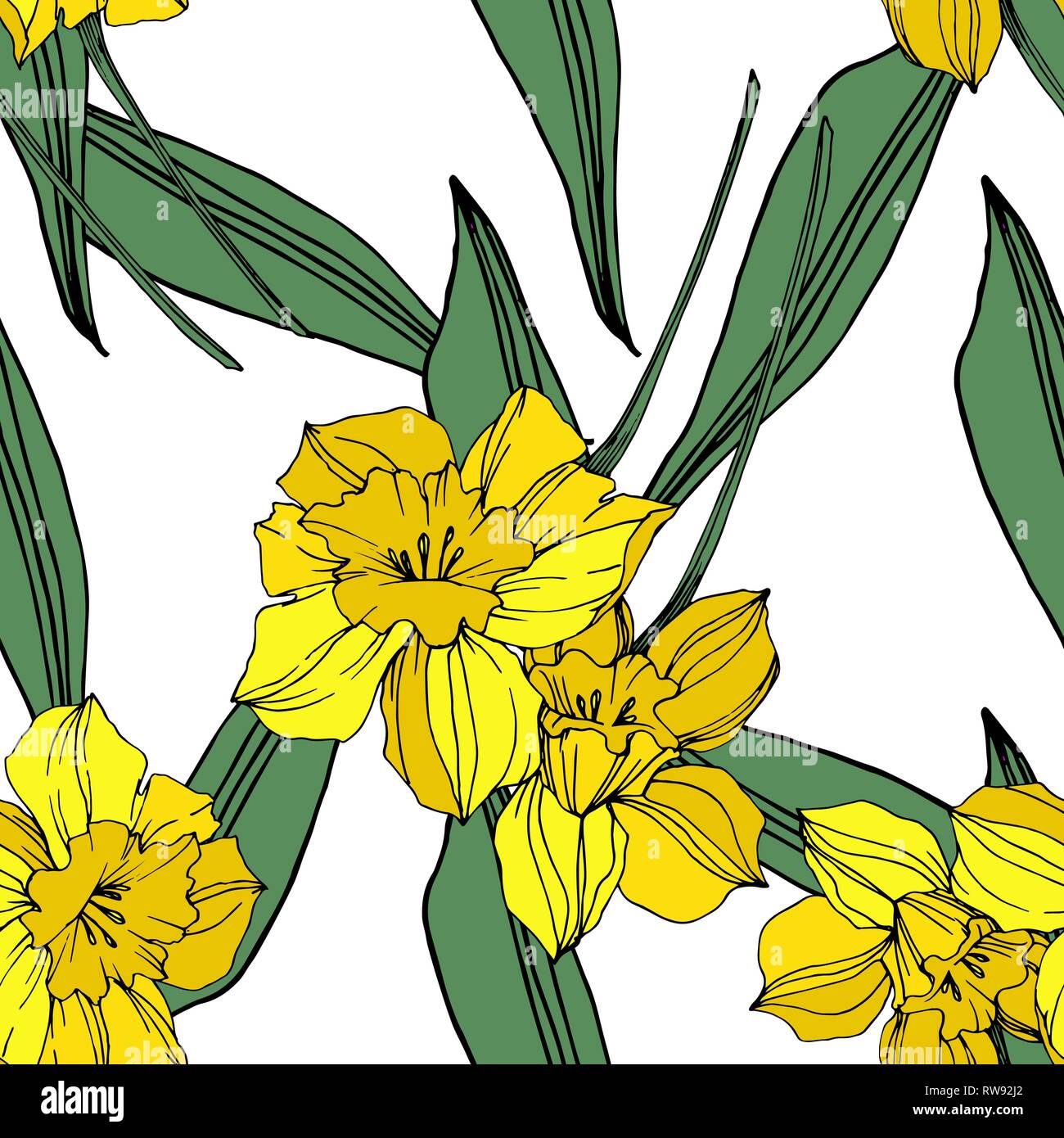 Vector Yellow Narcissus floral botanical flower. Wild spring leaf ...