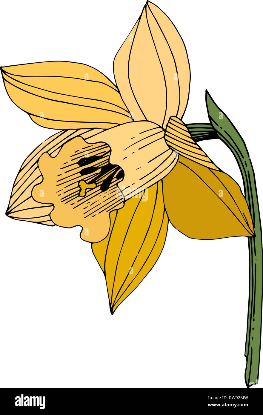 Vector Yellow Narcissus floral botanical flower. Wild spring leaf ...