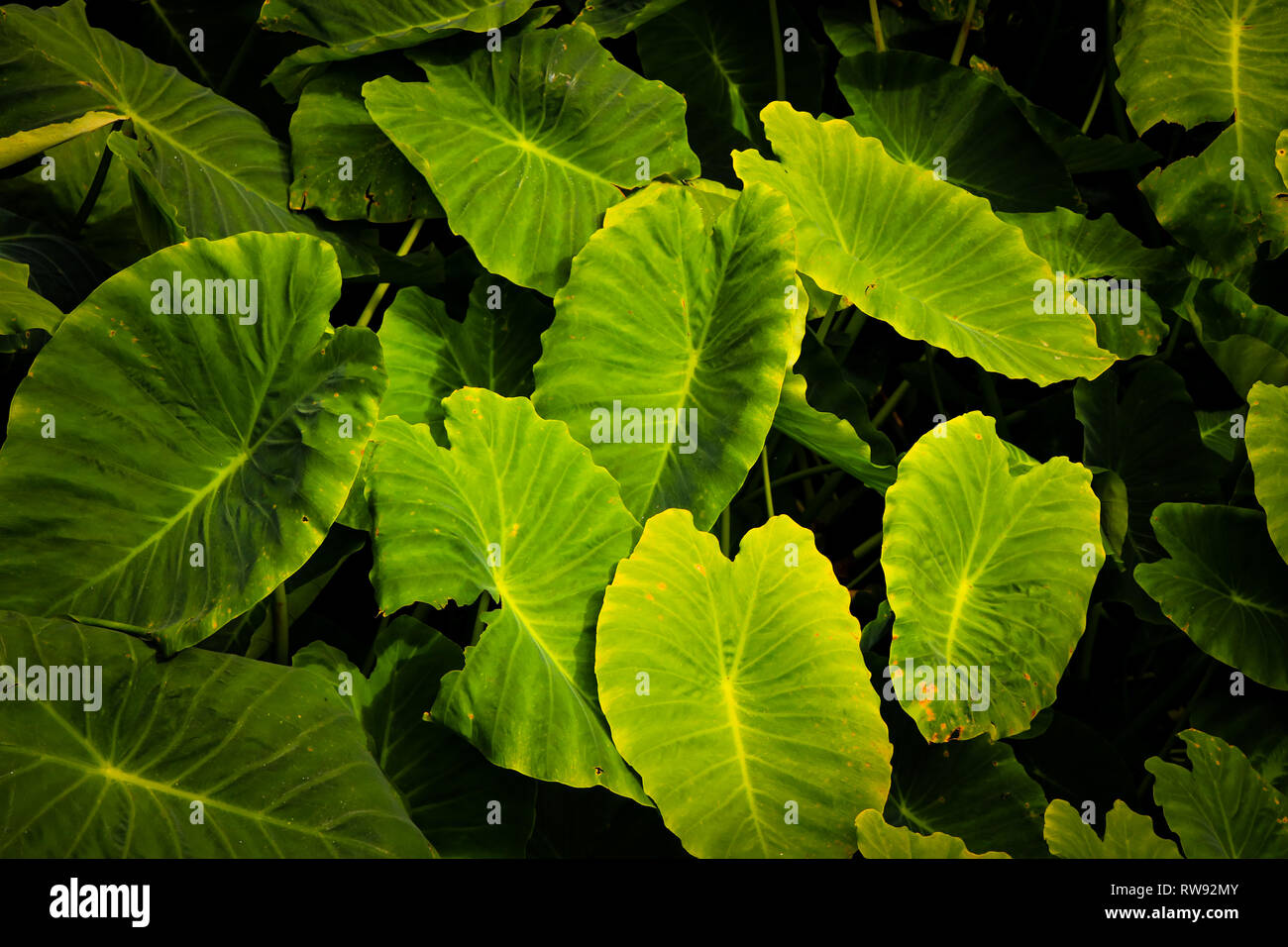 Creative tropical green leave layout. Nature spring concept Stock Photo ...