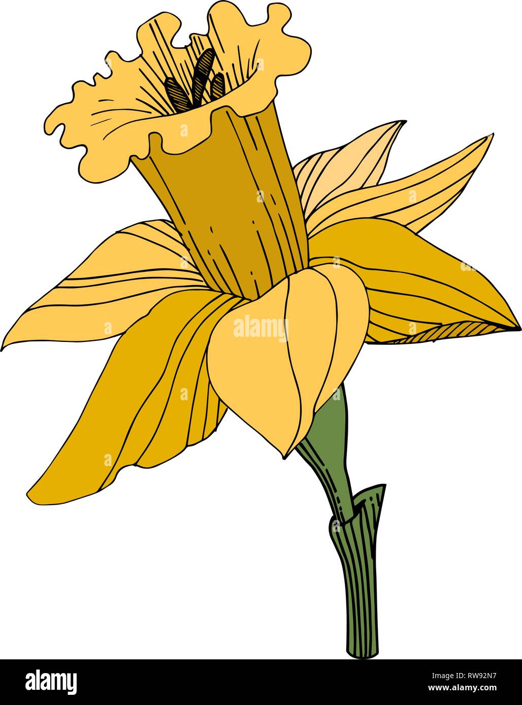 Vector Yellow Narcissus floral botanical flower. Wild spring leaf ...