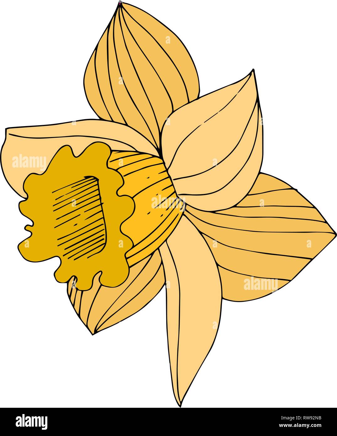 Vector Yellow Narcissus floral botanical flower. Wild spring leaf ...