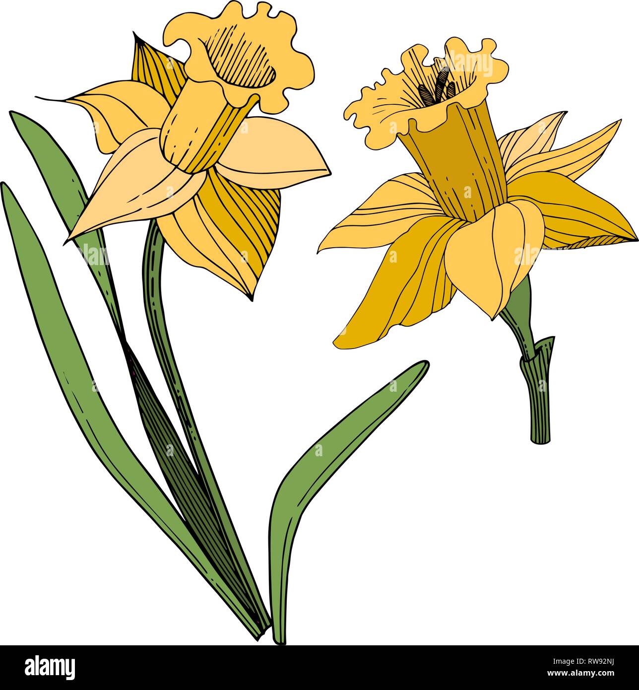 Vector Yellow Narcissus floral botanical flower. Wild spring leaf ...