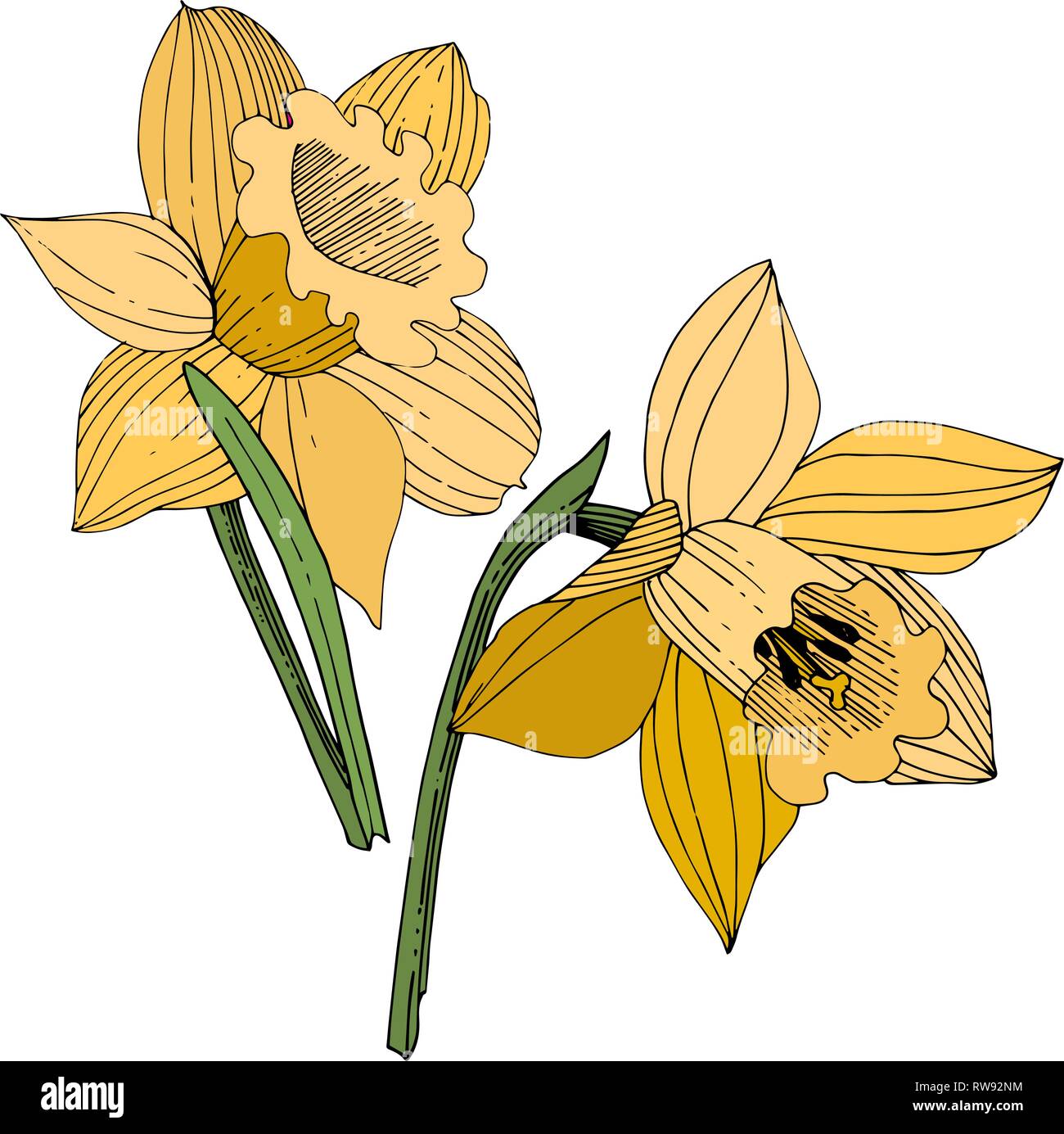 Vector Yellow Narcissus floral botanical flower. Wild spring leaf ...