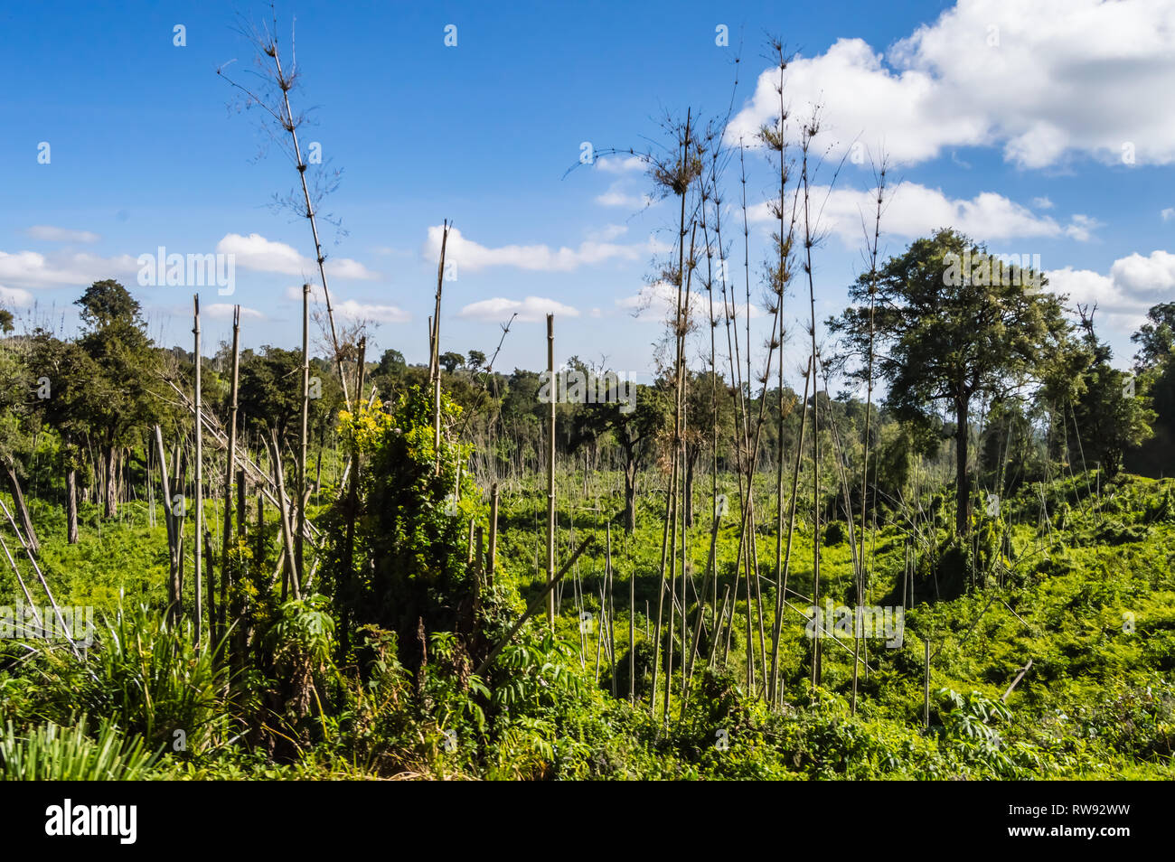 Forest vegetation kenya hi-res stock photography and images - Alamy