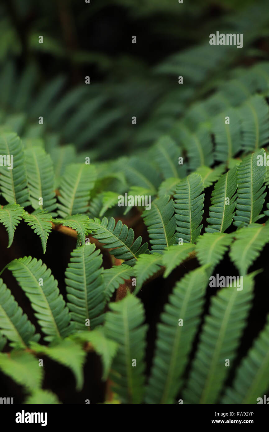 Flora texture hi-res stock photography and images - Alamy