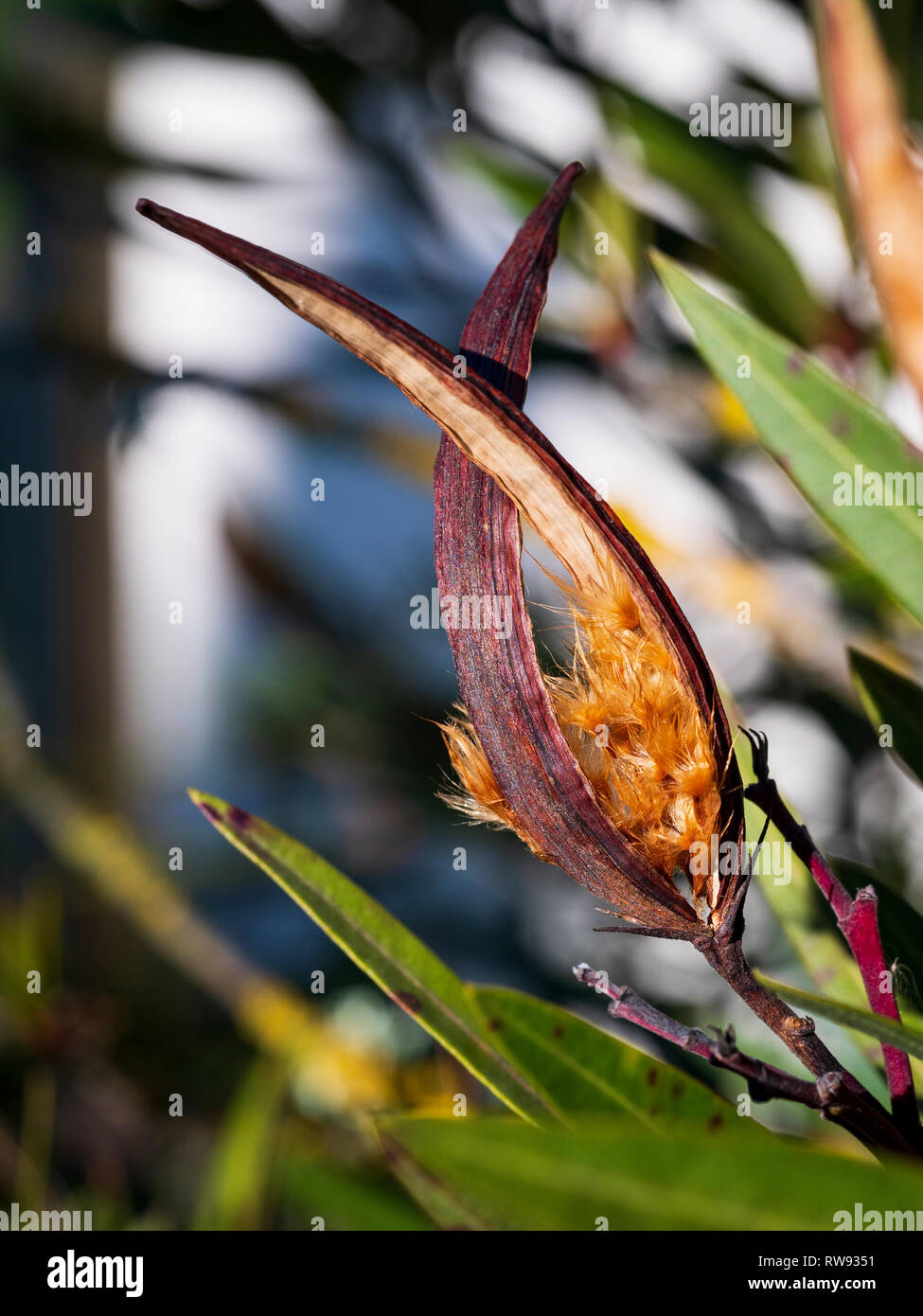 Nerium oleander. The seeds surrounded by hairs emerge from a dry fruit ...