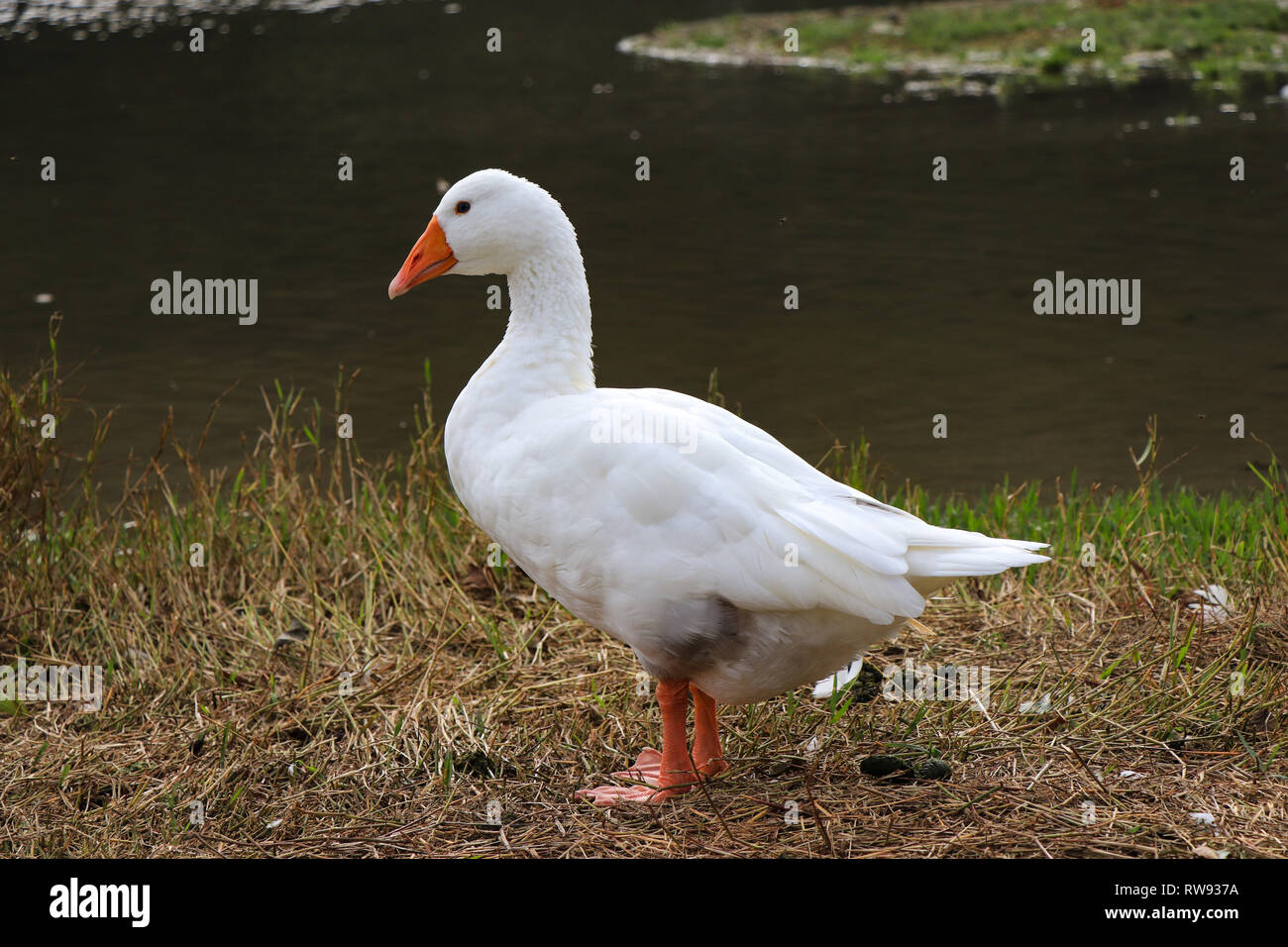 Beautiful White goose in a lake Stock Photo - Alamy