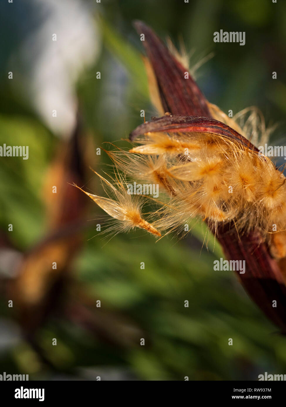 Nerium oleander fruits hi-res stock photography and images - Alamy