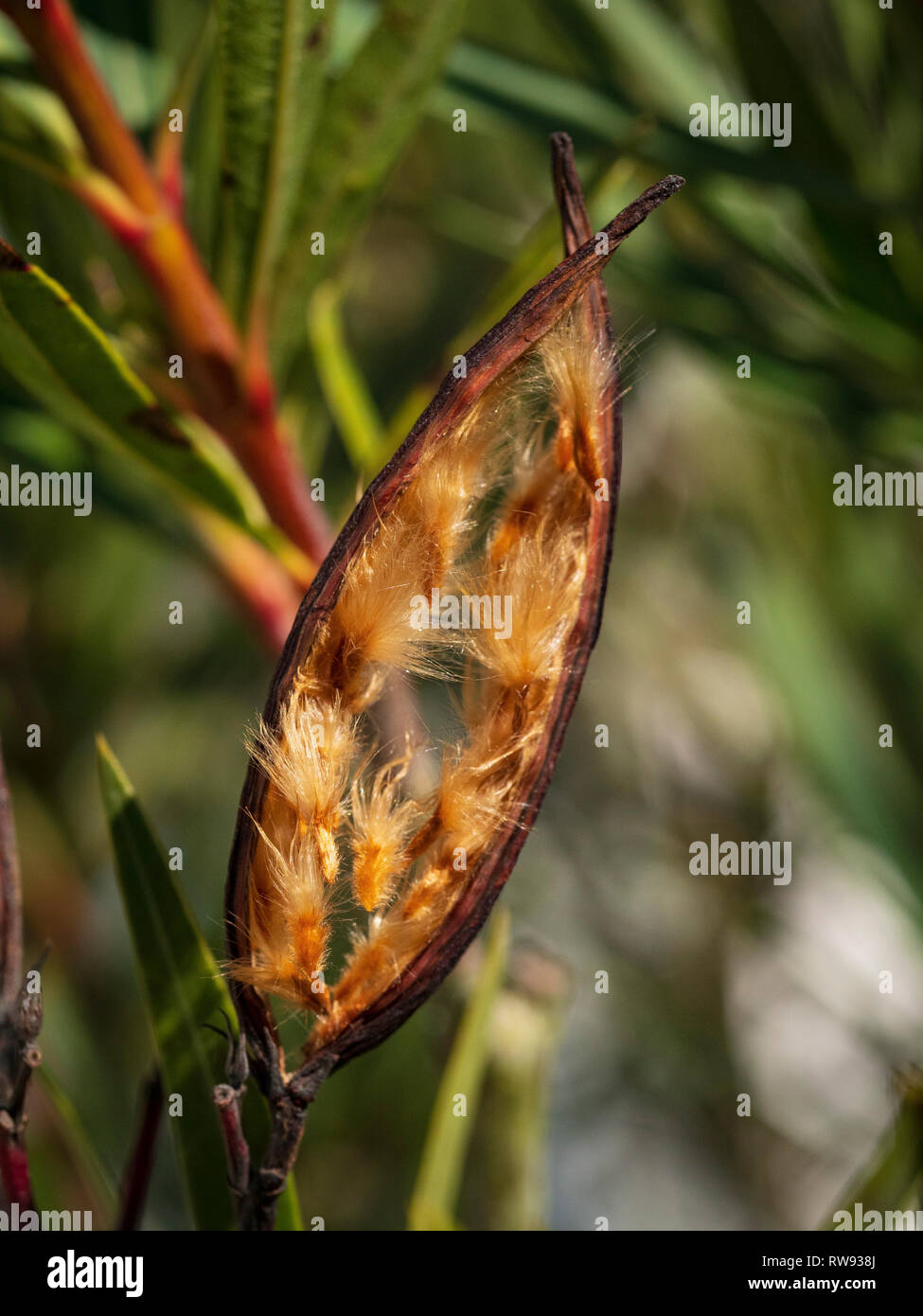 Nerium oleander. The seeds surrounded by hairs emerge from a dry fruit ...
