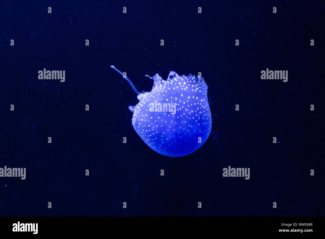 Blue transparent jellyfish floats through water Stock Photo - Alamy