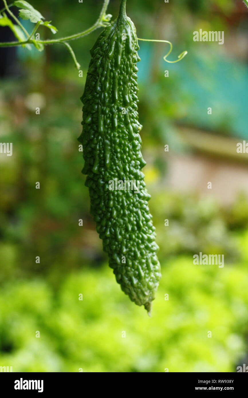 Bitter melon hanging on the tree in the garden Stock Photo - Alamy