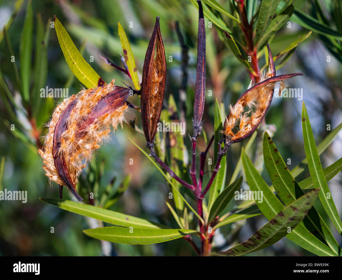 Nerium oleander. The seeds surrounded by hairs emerge from a dry fruit ...