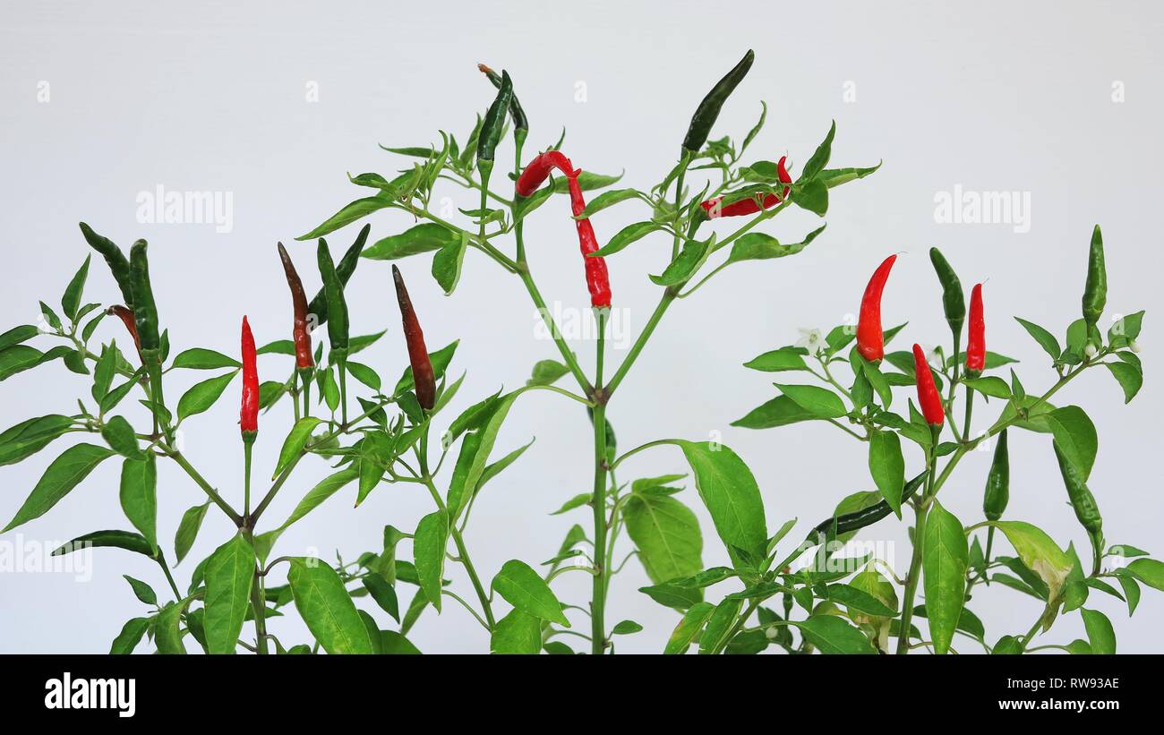 Green chilli tree hi-res stock photography and images - Alamy