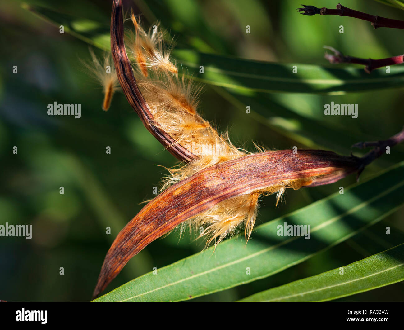 Nerium oleander. The seeds surrounded by hairs emerge from a dry fruit ...