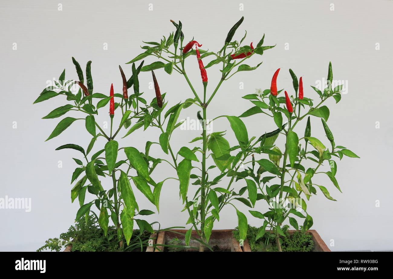 Ripe chilies hi-res stock photography and images - Alamy