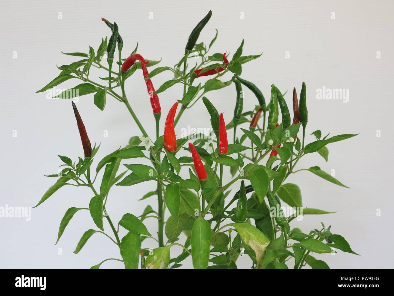 Green chilli tree hi-res stock photography and images - Alamy