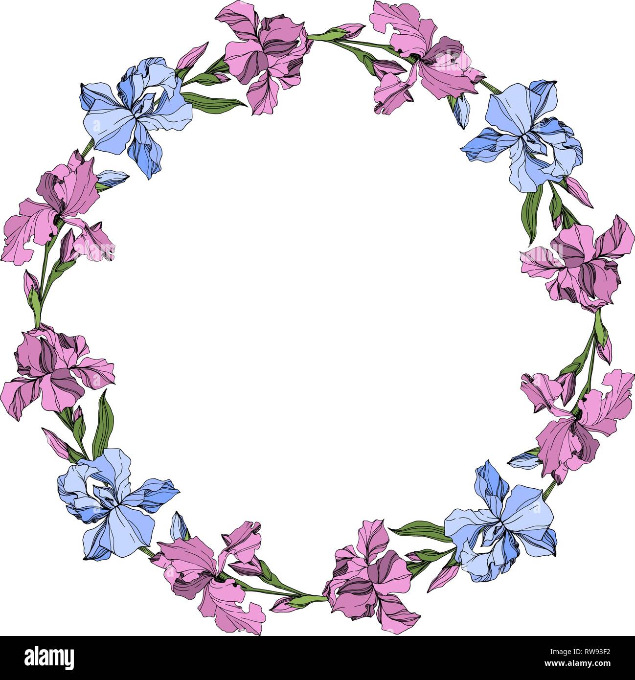 Vector Pink and blue iris floral botanical flower. Wild spring leaf ...
