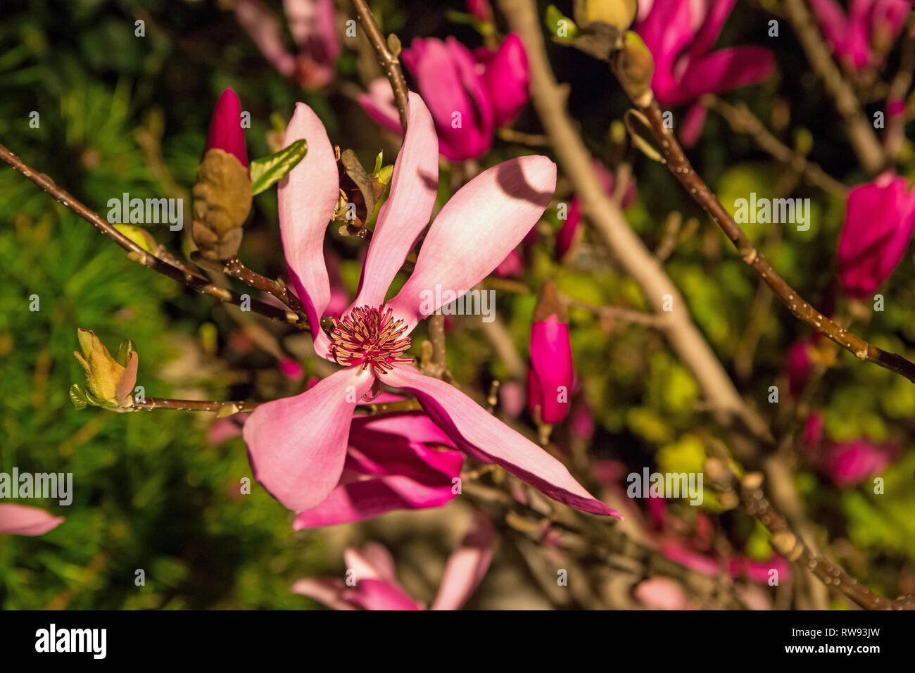 Closeup of a saucer magnolia flower in dramatic night lighting Stock ...