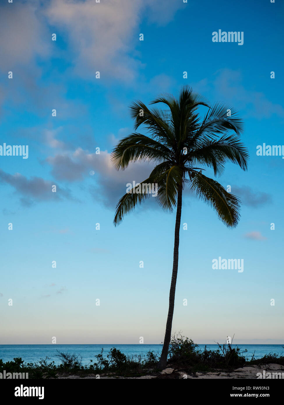 Palm Tree at Sunset, Eleuthera, The Bahamas, The Caribbean Stock Photo ...